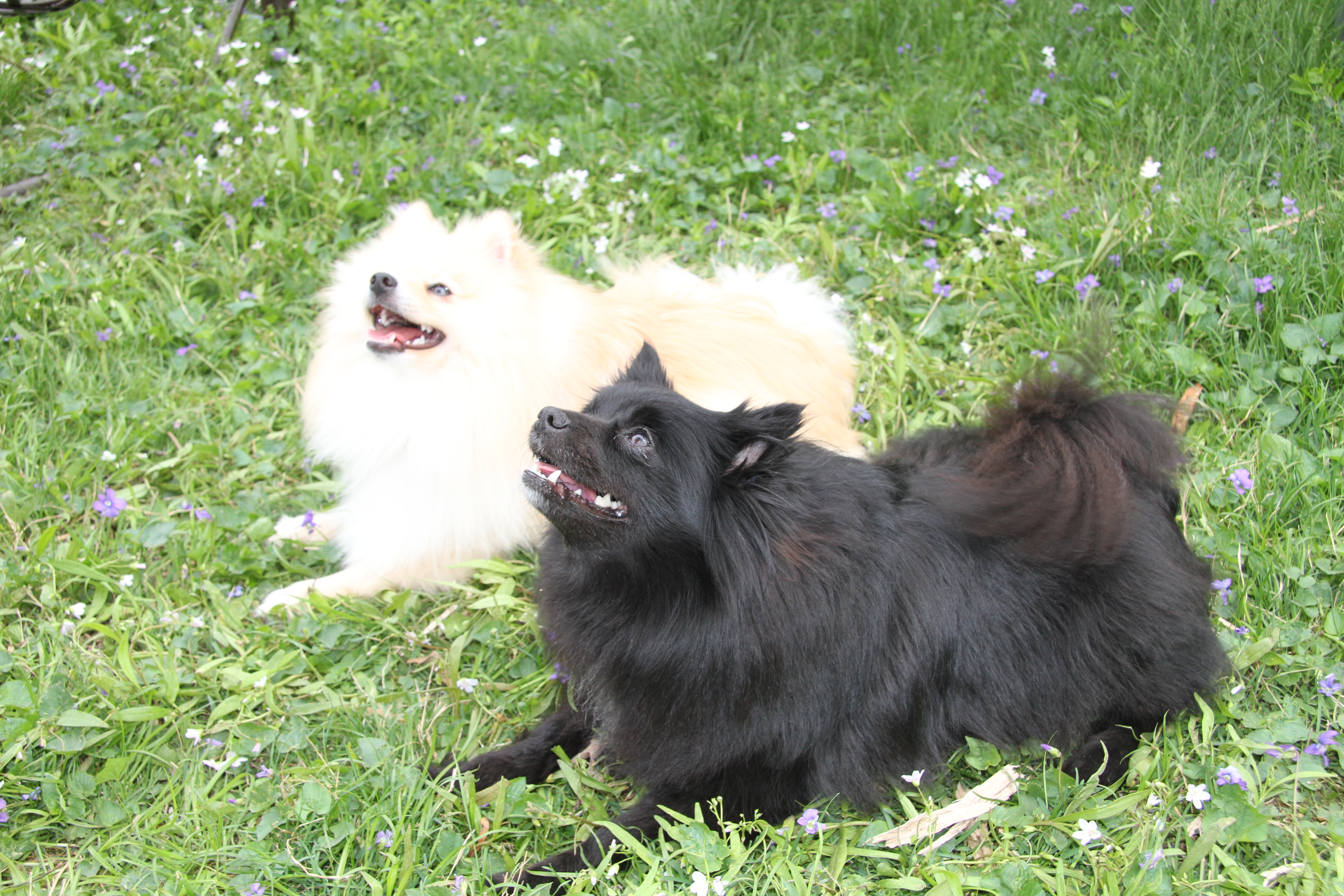 Pomchi Dogs Black